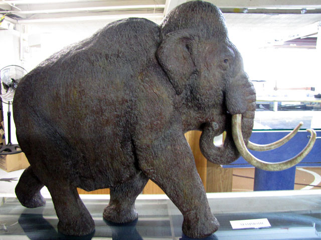 Mammoth replica,with natural style tusks