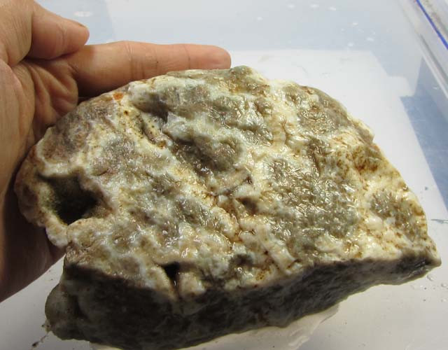 900 GRS OCEAN JASPER ROUGH MS 1032