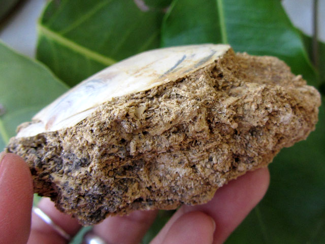 MOLLUSCA-BIVALVE FOSSIL 139 GRAMS MYGM 721