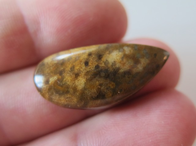 NICE NATURAL DINOSAUR BONE CAB 20.71cts