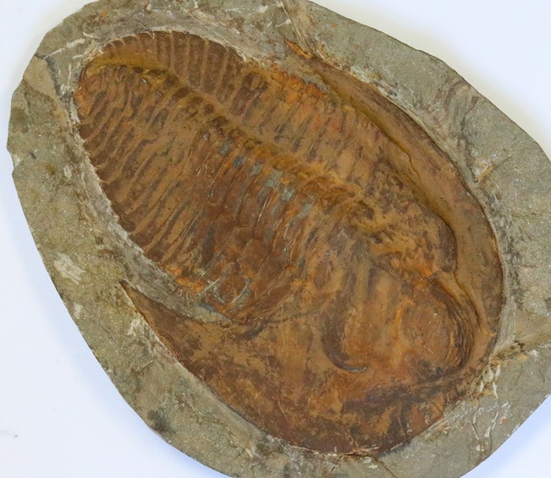 4415cts Cambrian Trilobite on matrix from Morocco