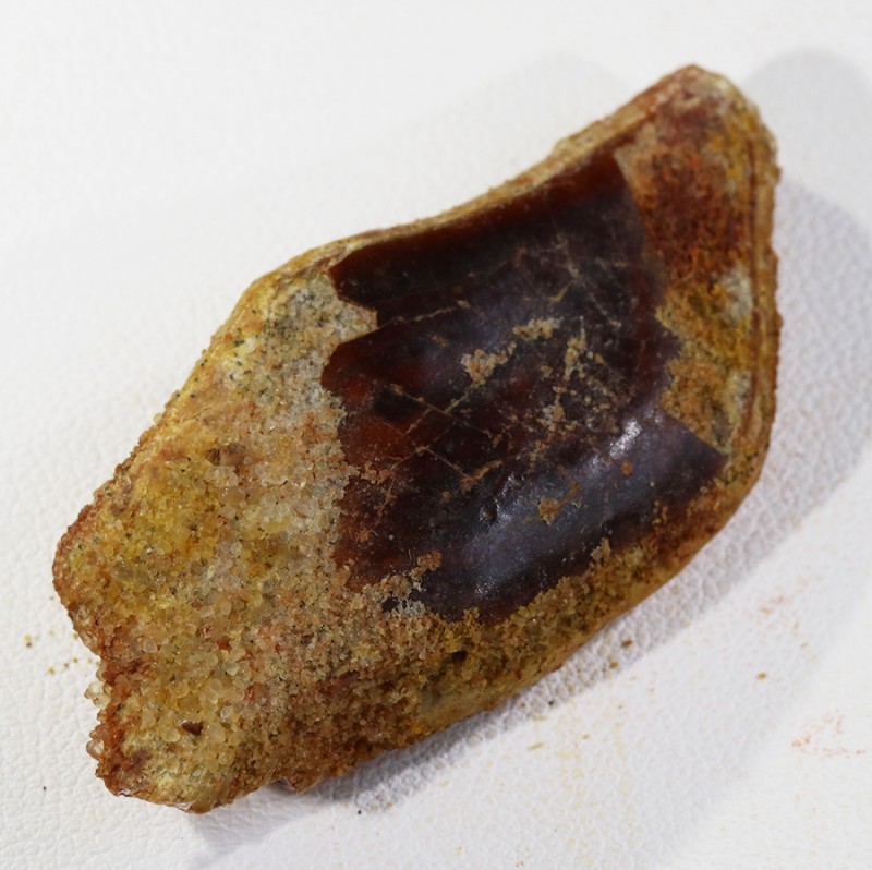 46.70Cts Fossil Dinosaur Bone / scute Morocco SU 267