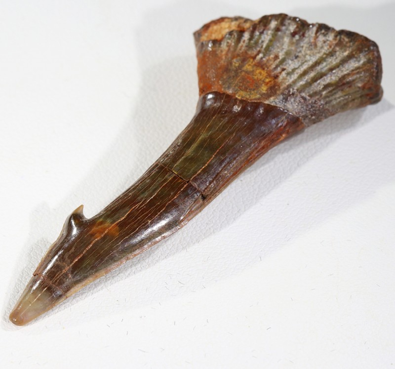 Top Fossil Rostral Barbed Tooth from Sawfish,Morocco SU 143