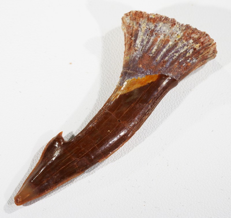 Top Fossil Rostral Barbed Tooth from Sawfish,Morocco SU 145