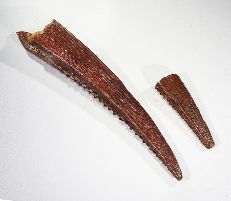 Two Prefect condition Rare Hybodont Shark Spine Fossil from Morocco SU396