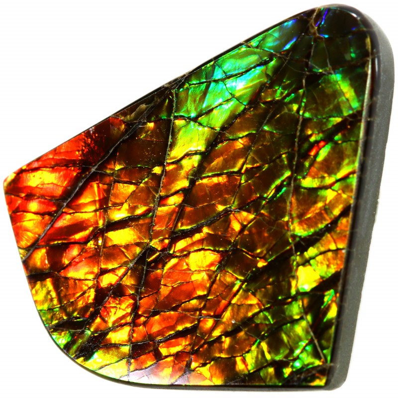 11.80 CTS AMMOLITE STONE FROM CANADA [SAFE124]
