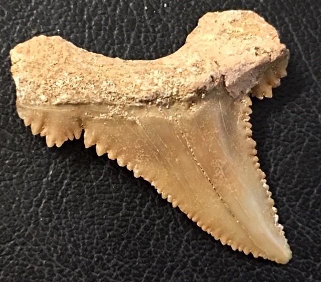 20 cts Serrated Shark Tooth , Inch Palaecarchodon Orientalis WS 456