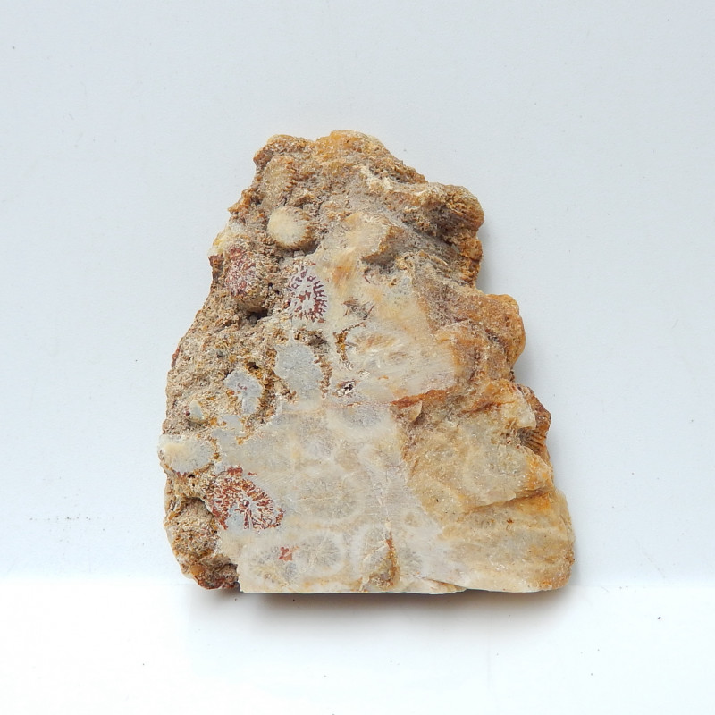 Fossilized Coral Gemstone Rough, Semiprecious Polished