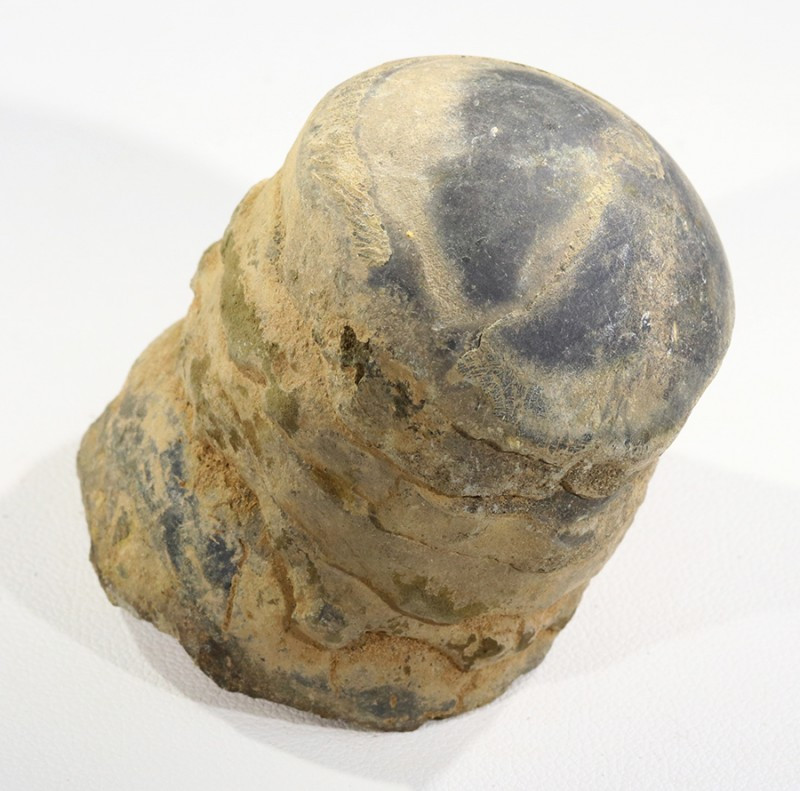450Cts Fossil Crinoid ,Sea Lily stem Morocco SU403