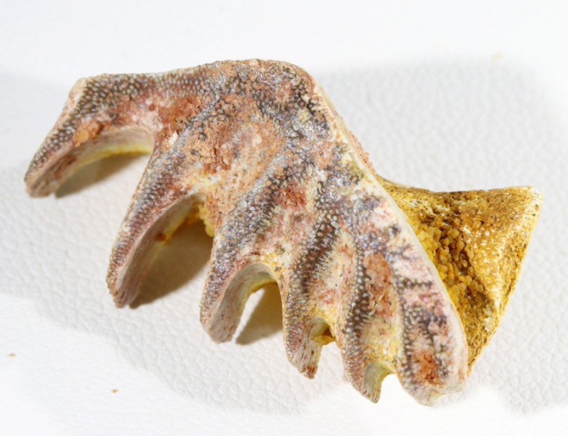 15.30cts Lung Fish Fossil tooth.Ceratodus Period SU 277