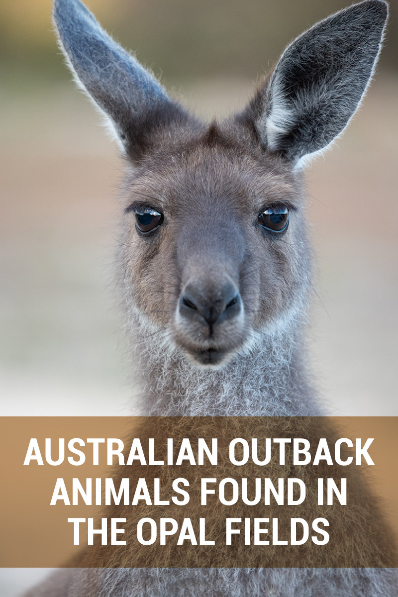 A List Of Australian Outback Animals Found In The Opal Fields | Opal ...
