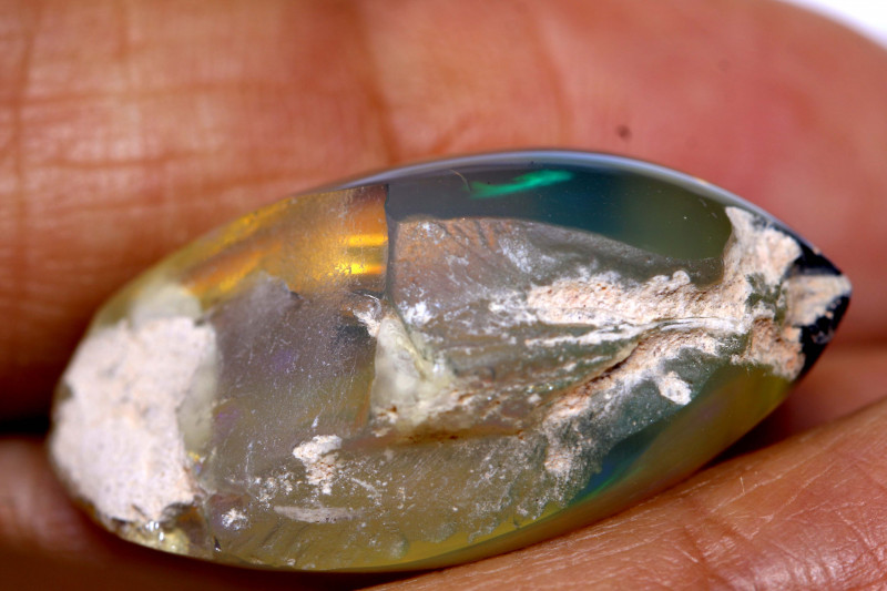 28 cts Opalized Fossilized Pippi Shell 110 Million Year Specimen FO-1424