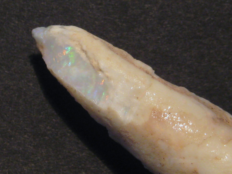 Unpolished Multicolour Australian Opal Belemnite Tip Specimen (1151)