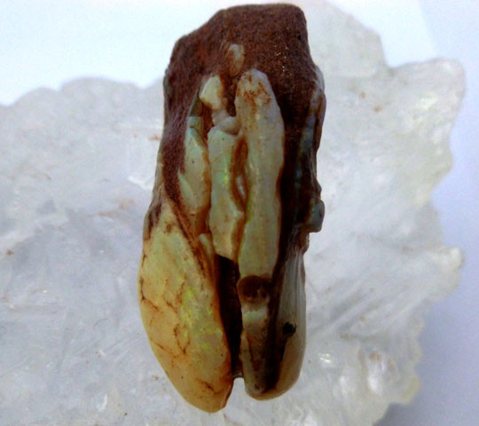 OPALIZED FOSSIL SHELL C/P 71.60 CARATS JO 2076