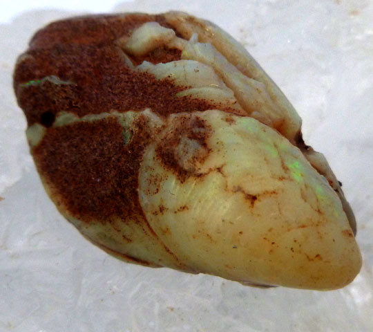 OPALIZED FOSSIL SHELL C/P 71.60 CARATS JO 2076