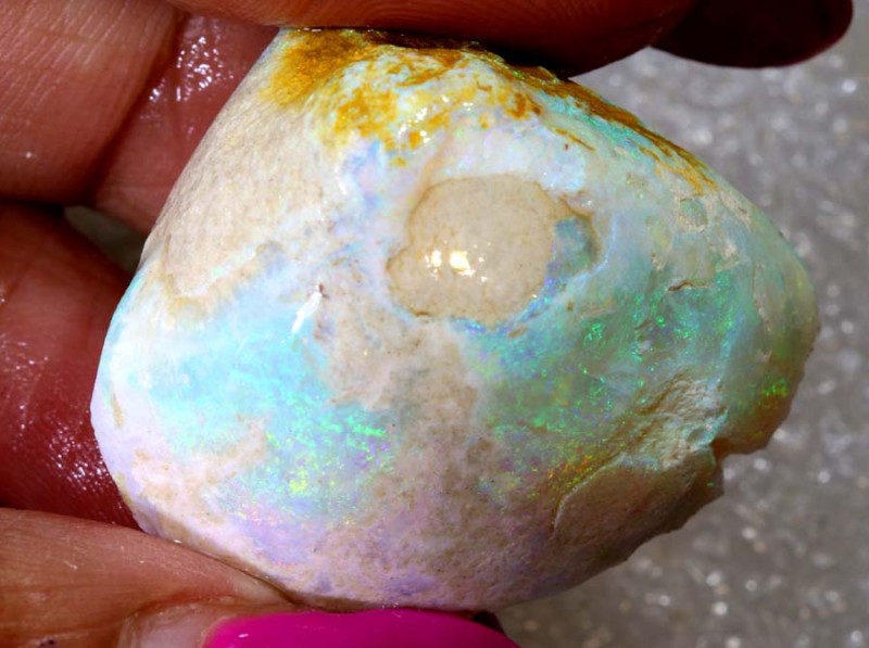 60.5 CTS FOSSILISED OPAL CLAM SHELL FO-758