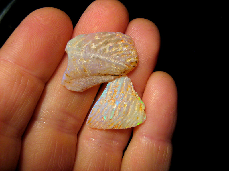 Rare Australian Bivalve Shell Opal Fossil 15ct Rough