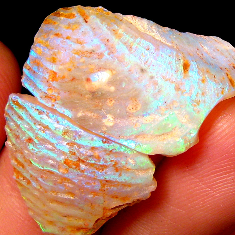 Rare Australian Bivalve Shell Opal Fossil 15ct Rough